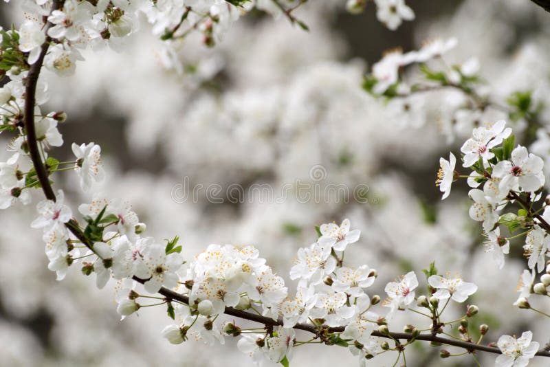 Spring blossoming stock image. Image of blooming, plum - 23812725