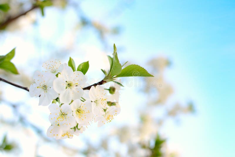 Spring blossoming stock photo. Image of season, close - 24630722