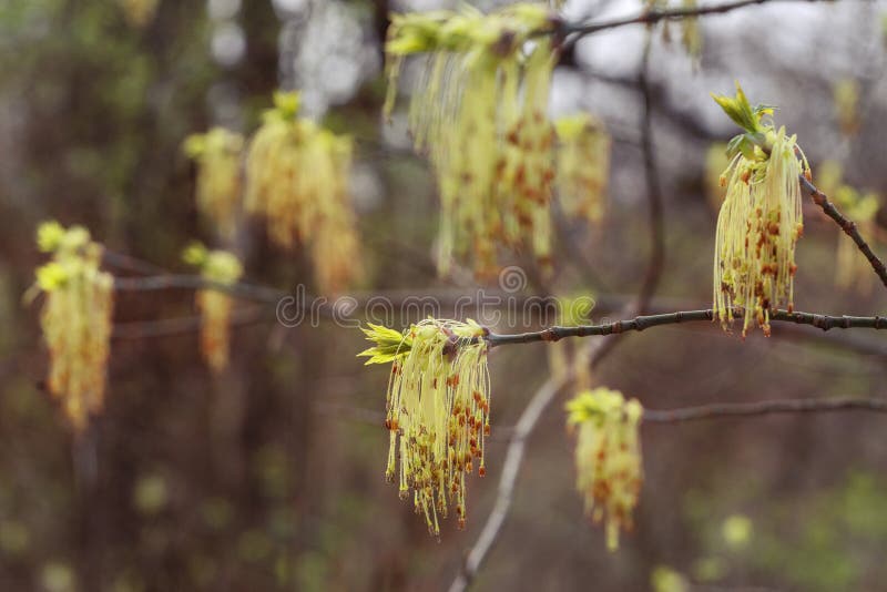 Spring Blossoming of the Ash-leaved Maple Tree (Acer Negundo, Box Elder ...