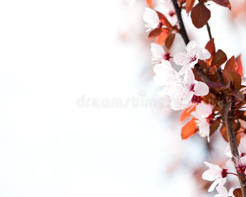 Spring Blossoming Background Stock Image - Image of life, bright: 22204881