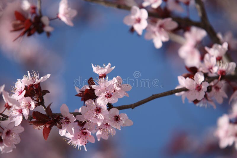 Spring window stock photo. Image of spring, interior, wooden - 682864