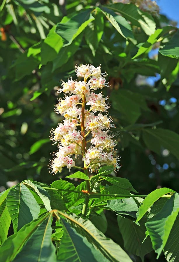 Spring Blossoming Chestnut (Castanea Sativa) Flower Stock Photo - Image ...