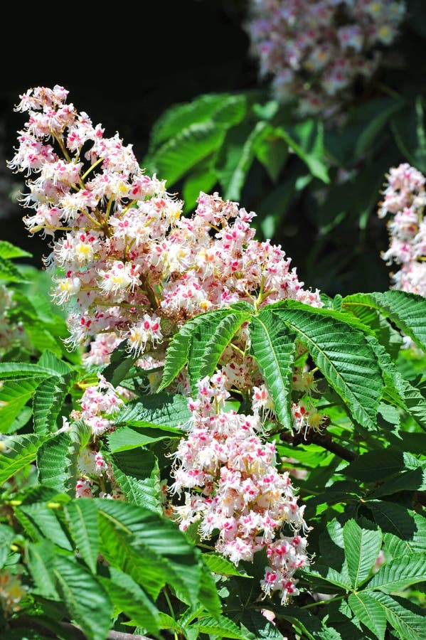 Spring Blossoming Chestnut Castanea Sativa Flower Stock Photo - Image ...