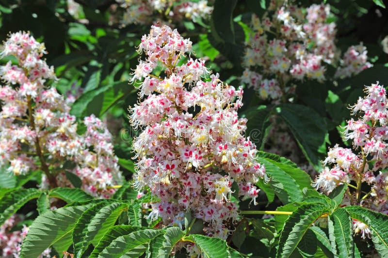 Spring Blossoming Chestnut (Castanea Sativa) Flower Stock Photo - Image ...