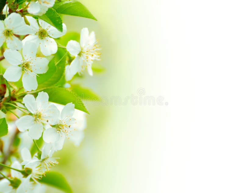 Spring Blossoming Flower on the White Background Stock Photo - Image of ...