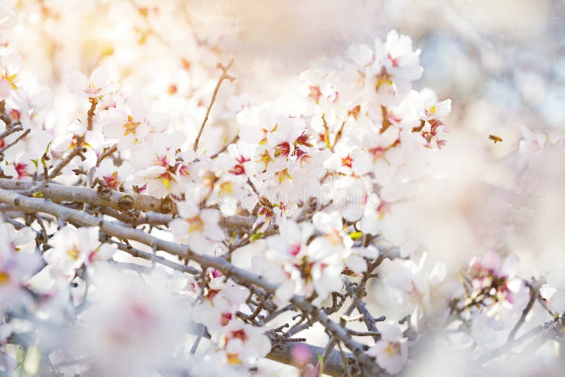 Spring blossoming garden stock photo. Image of bloom - 111820890