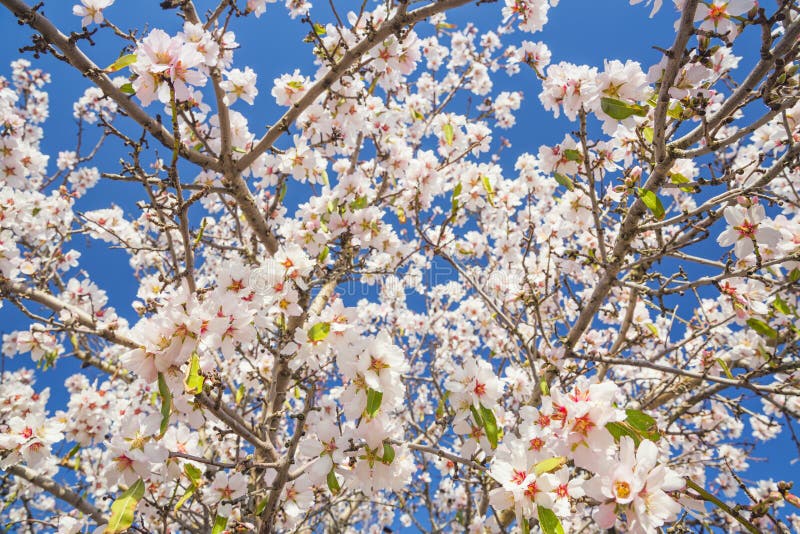 Spring blossoming garden stock image. Image of blossom - 111821099
