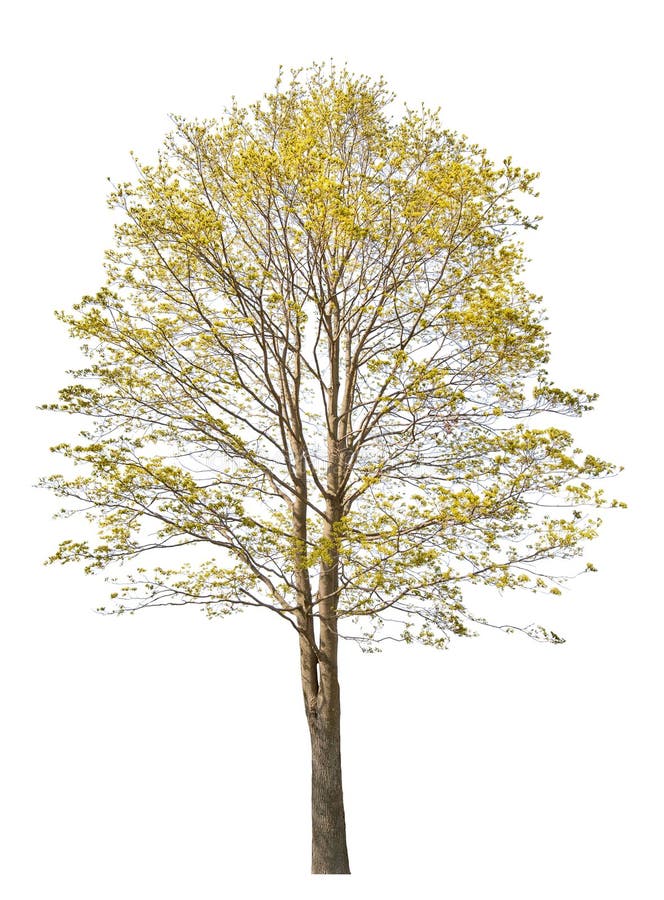 Spring Blossoming Medium Maple on White Stock Image - Image of white ...