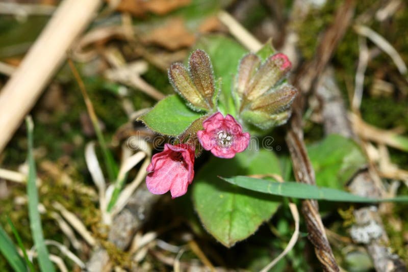 Lungwort stock image. Image of wold, spring, flora, medicine - 115572521
