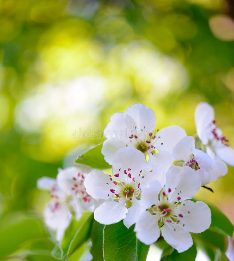 Spring Blossoming Sakura Flowers on the White Background Stock Image ...