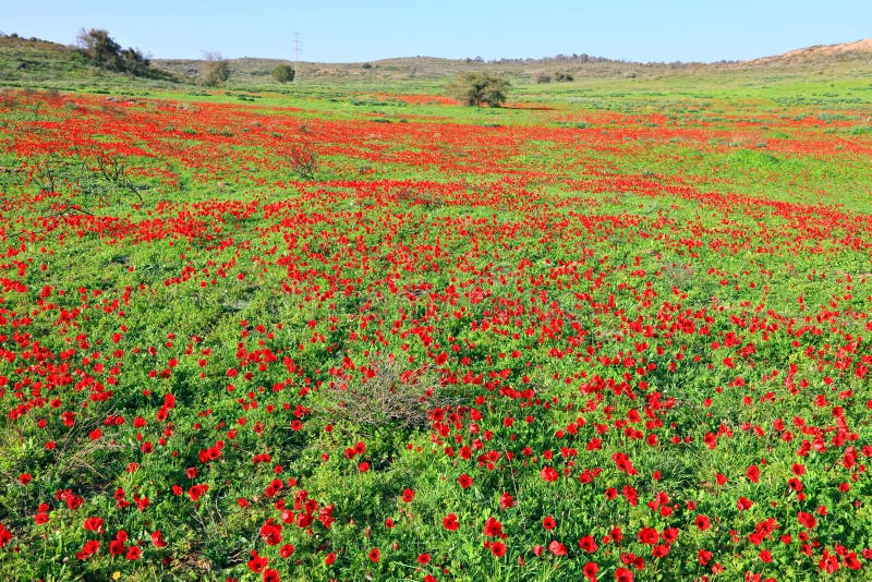 Spring in a Blooming East Negev Desert Stock Photo - Image of sunlight ...