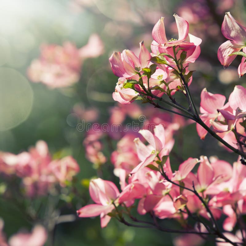 Spring blossoming tree stock photo. Image of life, nature - 32798024