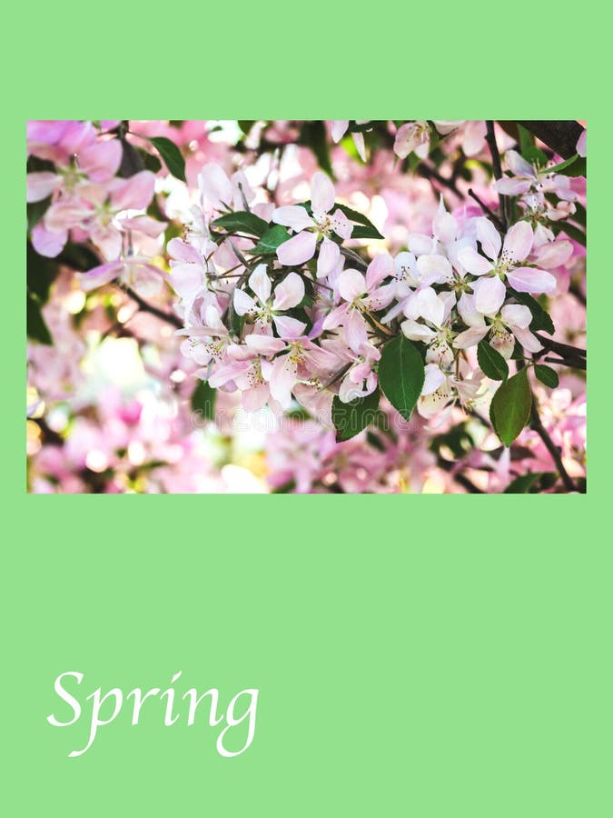 Spring Blossoming Tree with Selective Focus, Green Frame Template ...