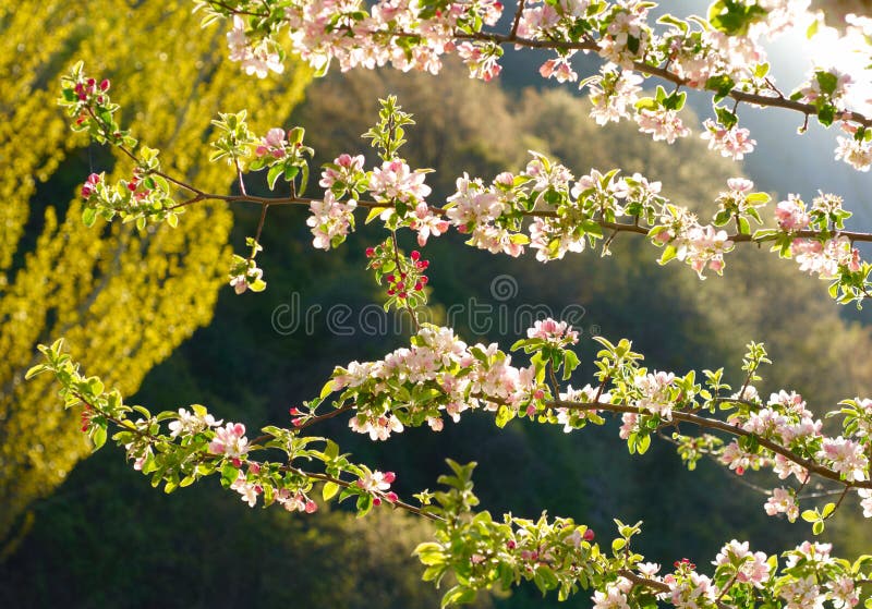 Spring blossoms stock image. Image of natural, botany - 16878539