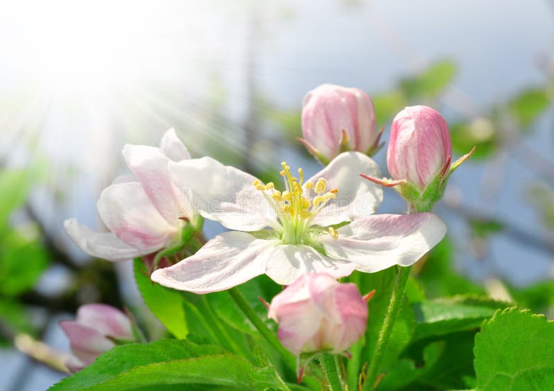 Spring blossoms stock photo. Image of garden, copy, closeup - 23415122
