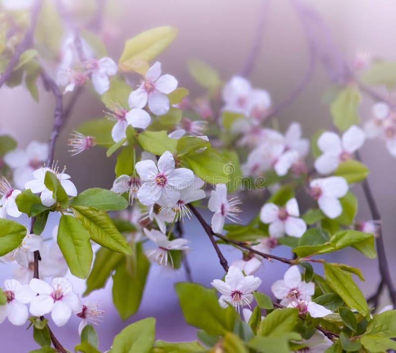 Spring Blossoms stock photo. Image of sprig, season, freshness - 23606746