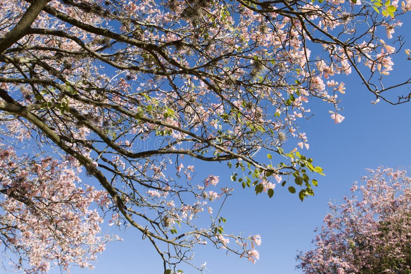 Spring blossoms stock image. Image of park, outdoor, blossom - 4381273