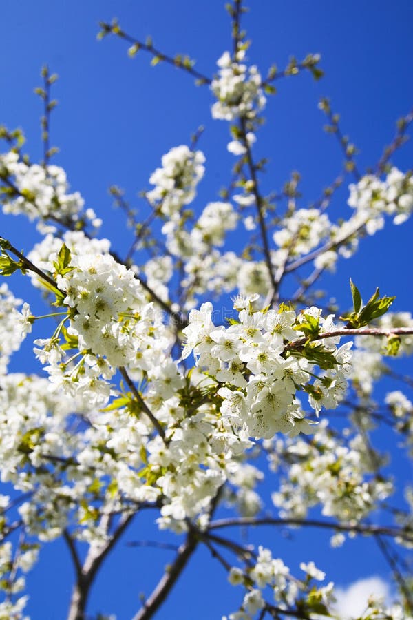 Spring blossoms stock photo. Image of close, covered, nature - 5095368