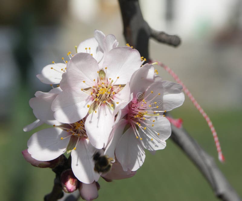 Spring blossoms stock image. Image of flower, macro, color - 635553
