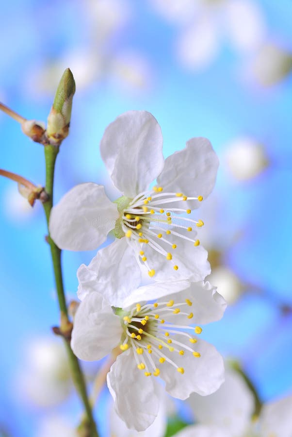 Spring Blossoms stock image. Image of plant, petal, freshness - 8991029