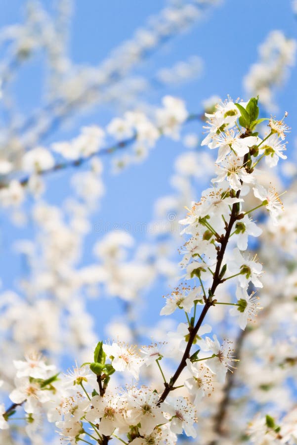 Spring blossoms stock image. Image of blossom, environment - 9013135
