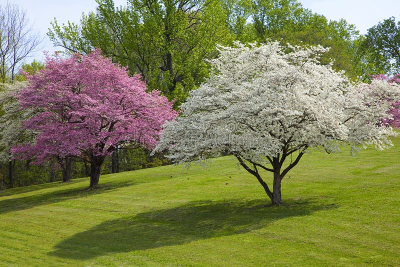 Spring Blossoms stock image. Image of landscape, bloom - 9096315