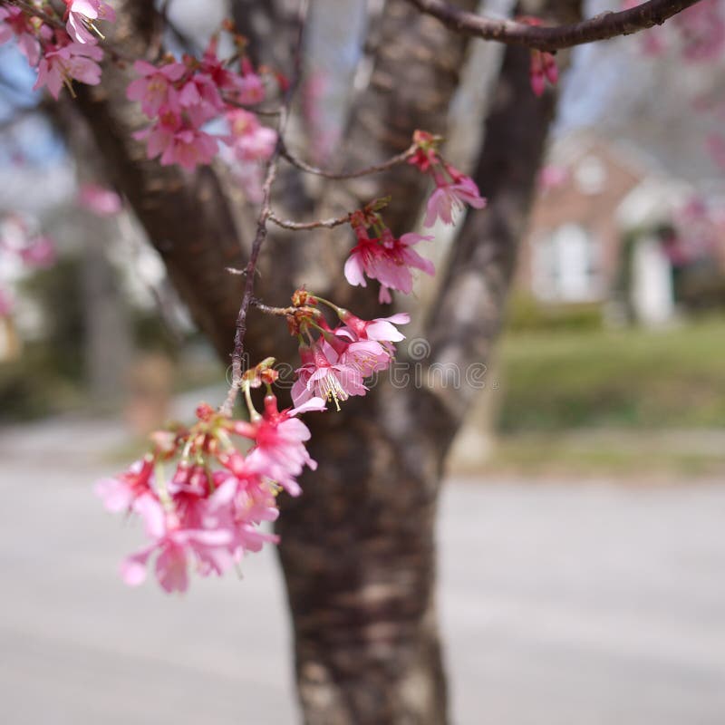 Spring Blossoms Picture. Image: 93552466