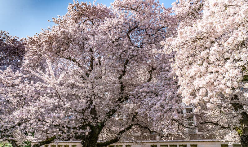 Spring Blossoms Abundance 2 Stock Photo - Image of abundance, spring ...