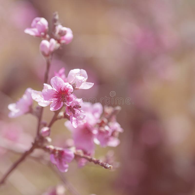 Spring blossoms background stock image. Image of macrophotography ...