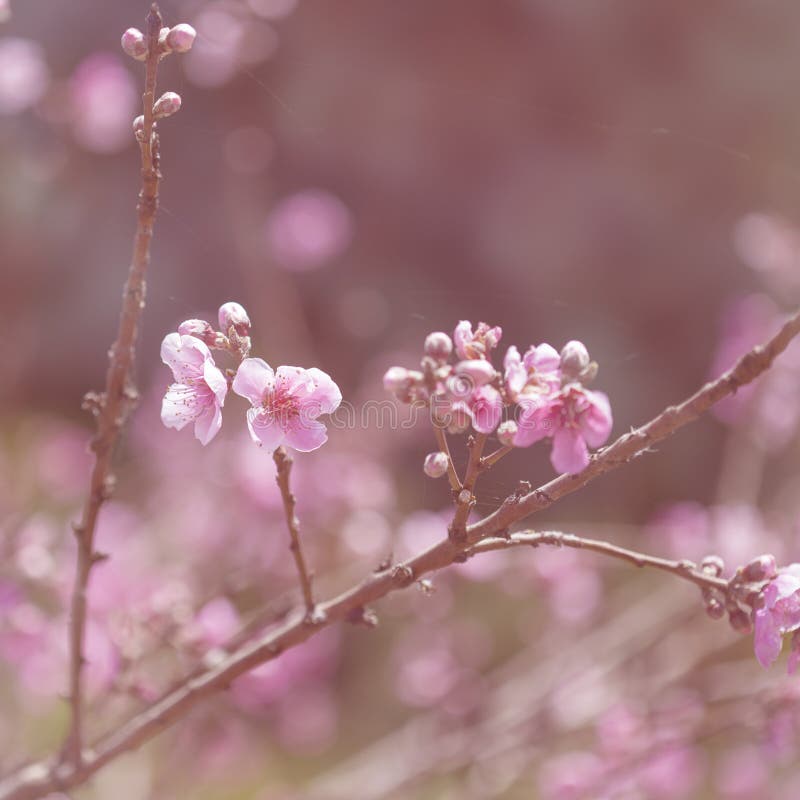 Spring blossoms background stock photo. Image of macrophotography ...