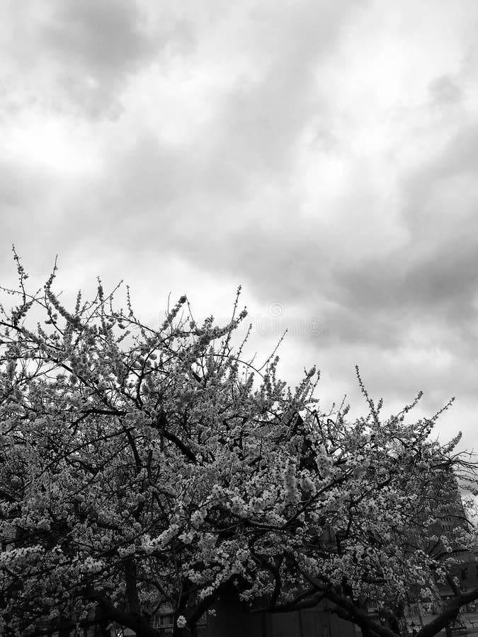 133 D T Tree Stock Photos - Free & Royalty-Free Stock Photos from ...