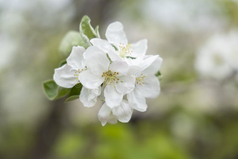 Spring Blossoms. Blooming Apple Tree Flowers with Green Leaves Outdoors ...