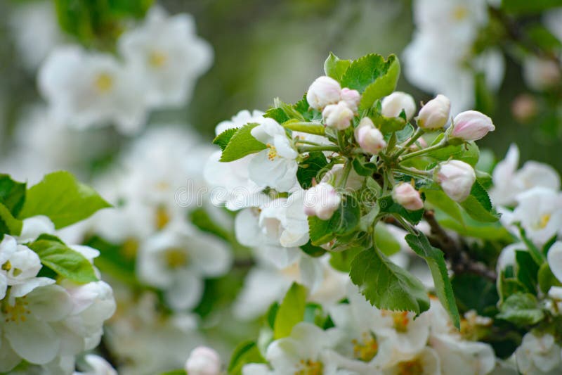 Spring Blossoms of Blooming Apple Tree in Springtime Stock Image ...