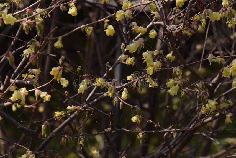 Buttercup winter hazel stock photo. Image of hazel, yellow - 113714688