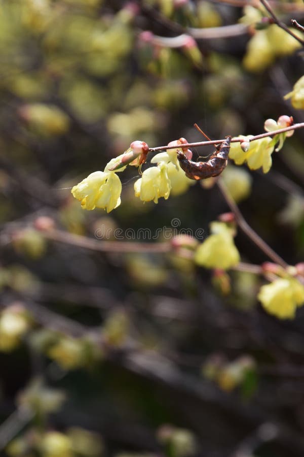 Buttercup winter hazel stock photo. Image of fragrant - 113714692