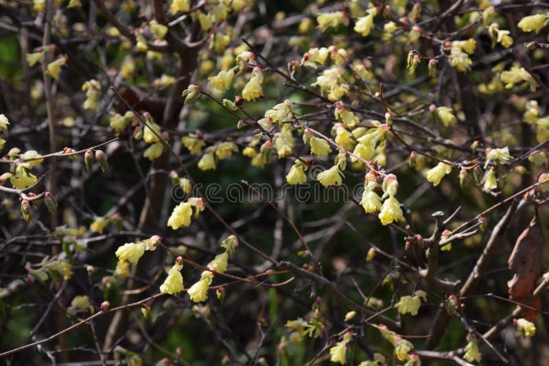Buttercup winter hazel stock image. Image of winter - 113714711