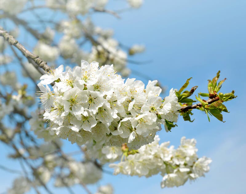 Spring blossoms stock image. Image of floral, botany - 40086471