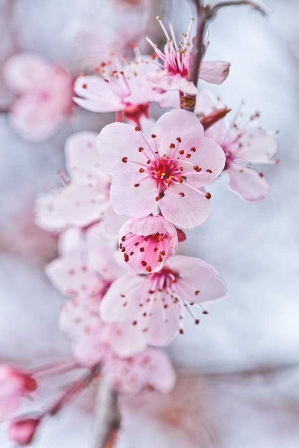 Spring blossoms stock image. Image of cherry, bloom, macro - 38866343
