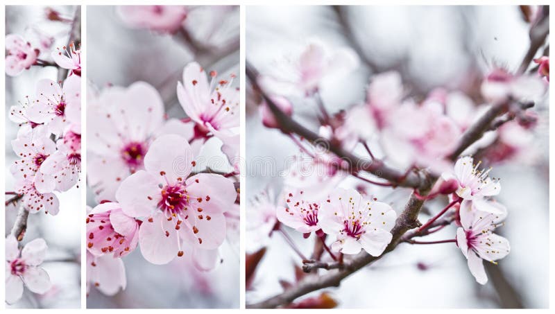 Spring blossoms stock photo. Image of branch, easter - 38907480