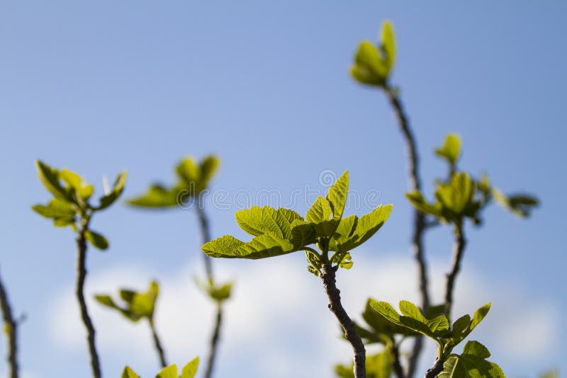 Spring Blossoms: a Fig Tree Pushes Its Branches Towards the Blue Sky ...