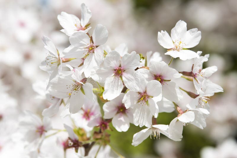 Spring blossoms stock photo. Image of blooms, petal, blossoms - 89733924