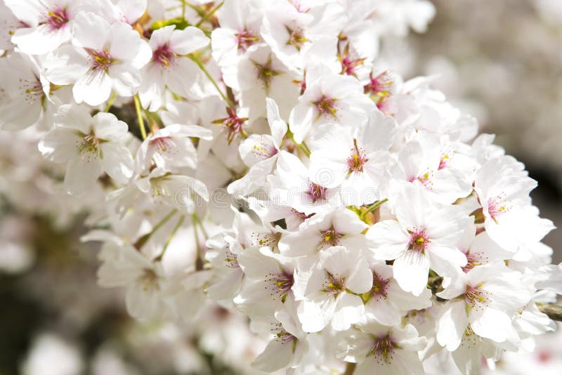 Spring blossoms stock photo. Image of blooms, branch - 89734298
