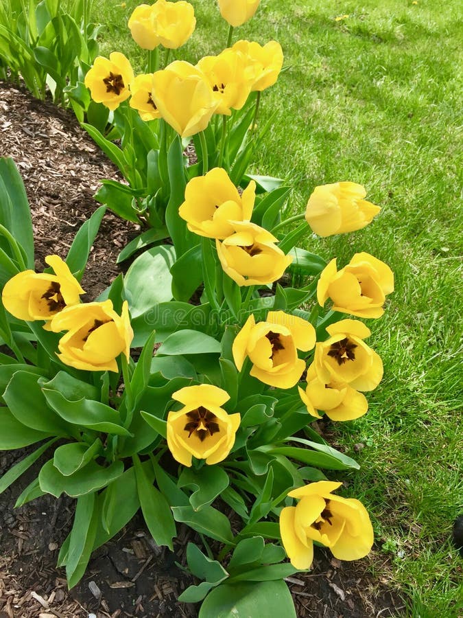 A Beautiful Spring Morning with Rain Clouds Stock Image - Image of ...