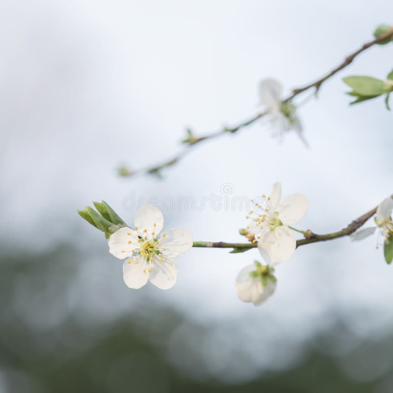 Spring blossoms stock photo. Image of closeup, freshness - 49005882