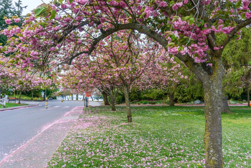 Spring Blossoms at Seattle Park 4 Stock Photo - Image of flowers ...