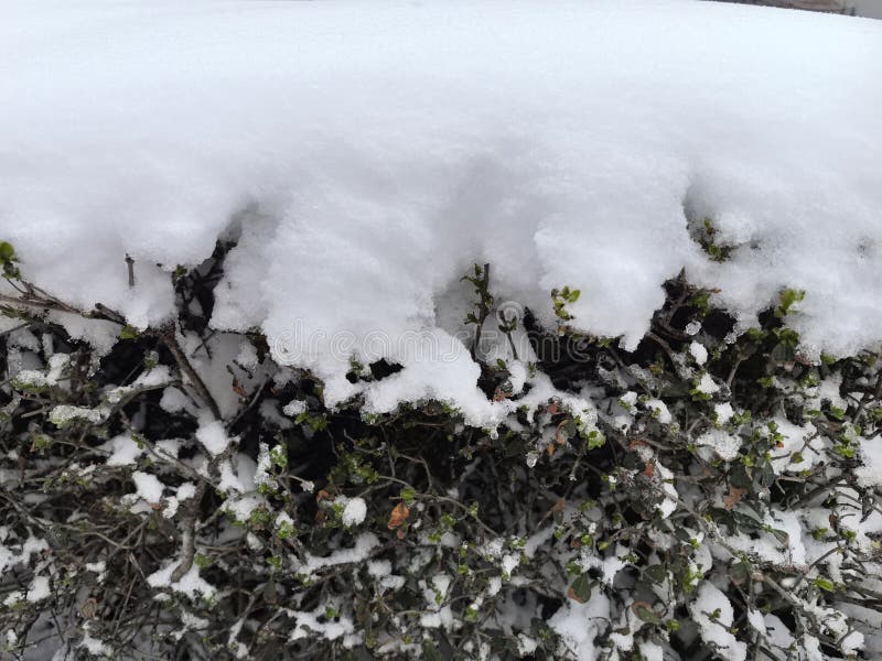 Unseasonable Snowfall Blankets Budding Plants in an Unexpected Spring ...