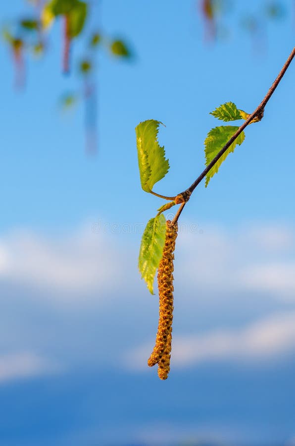 Spring Blossoms Tree Birch with Young Green Leaves Stock Image - Image ...