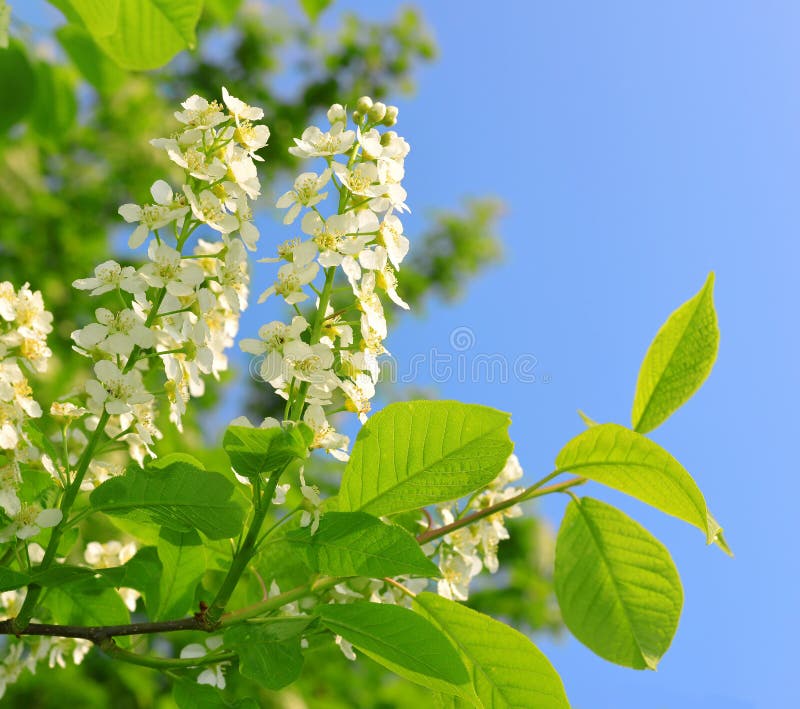 Spring blossoms tree. stock image. Image of tree, flower - 64629623