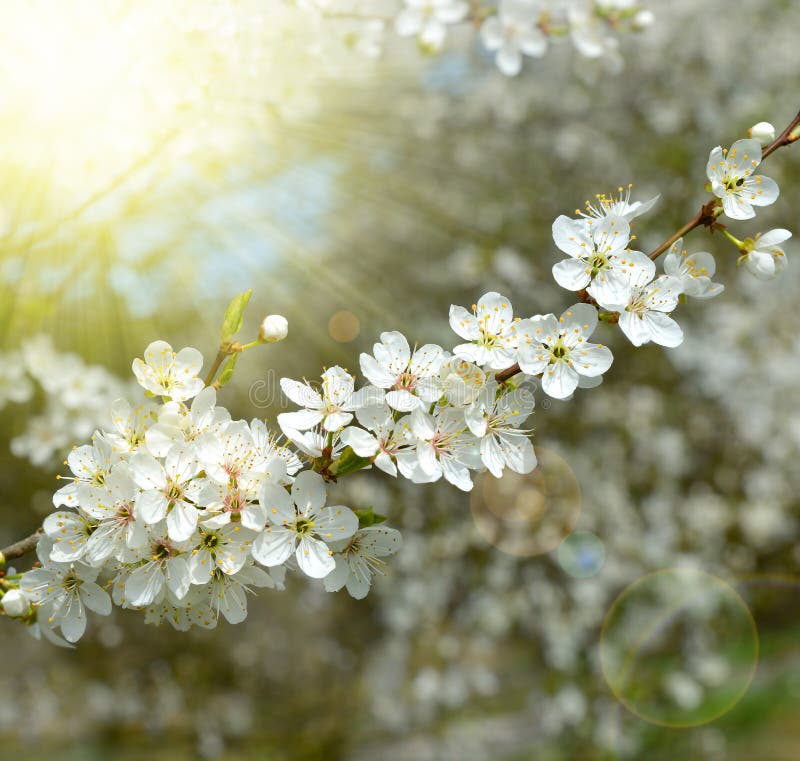 Spring blossoms tree. stock photo. Image of blossom, aroma - 66872162
