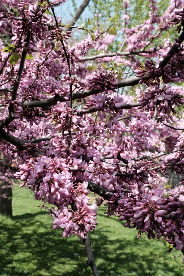 Spring Blossoms Tree with Pink Flowers. Stock Photo - Image of glitter ...